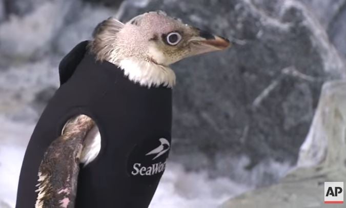 Keeping a Penguin Warm With Petchem | American Fuel & Petrochemical ...